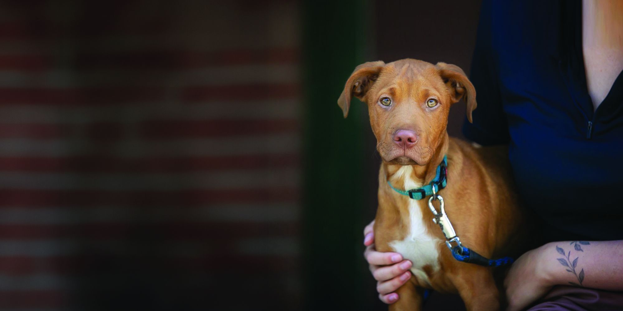 SPCA New Zealand • Let's give them a better life