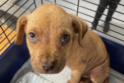 Become an SPCA Guardian • SPCA New Zealand