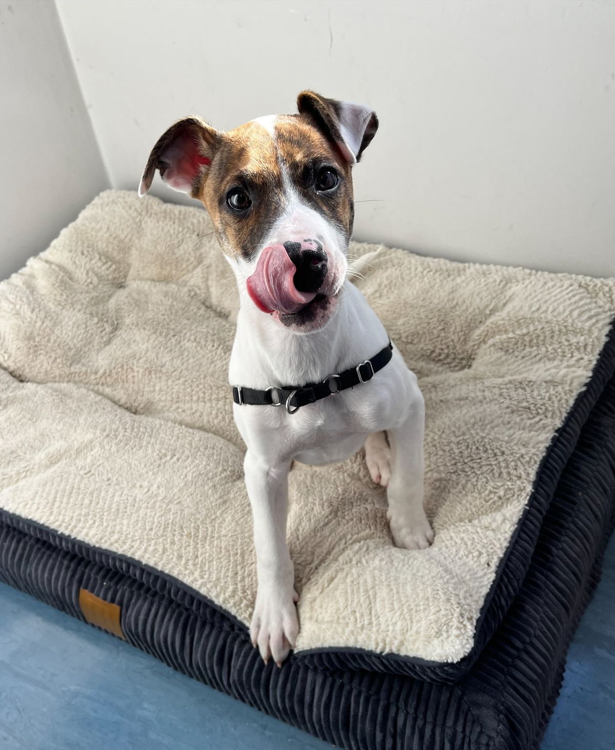 Adopt: Dog Shortbread Rotorua • SPCA New Zealand • SPCA New Zealand