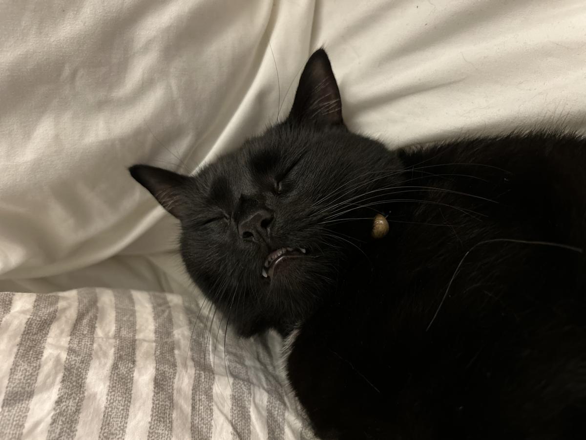 Morty