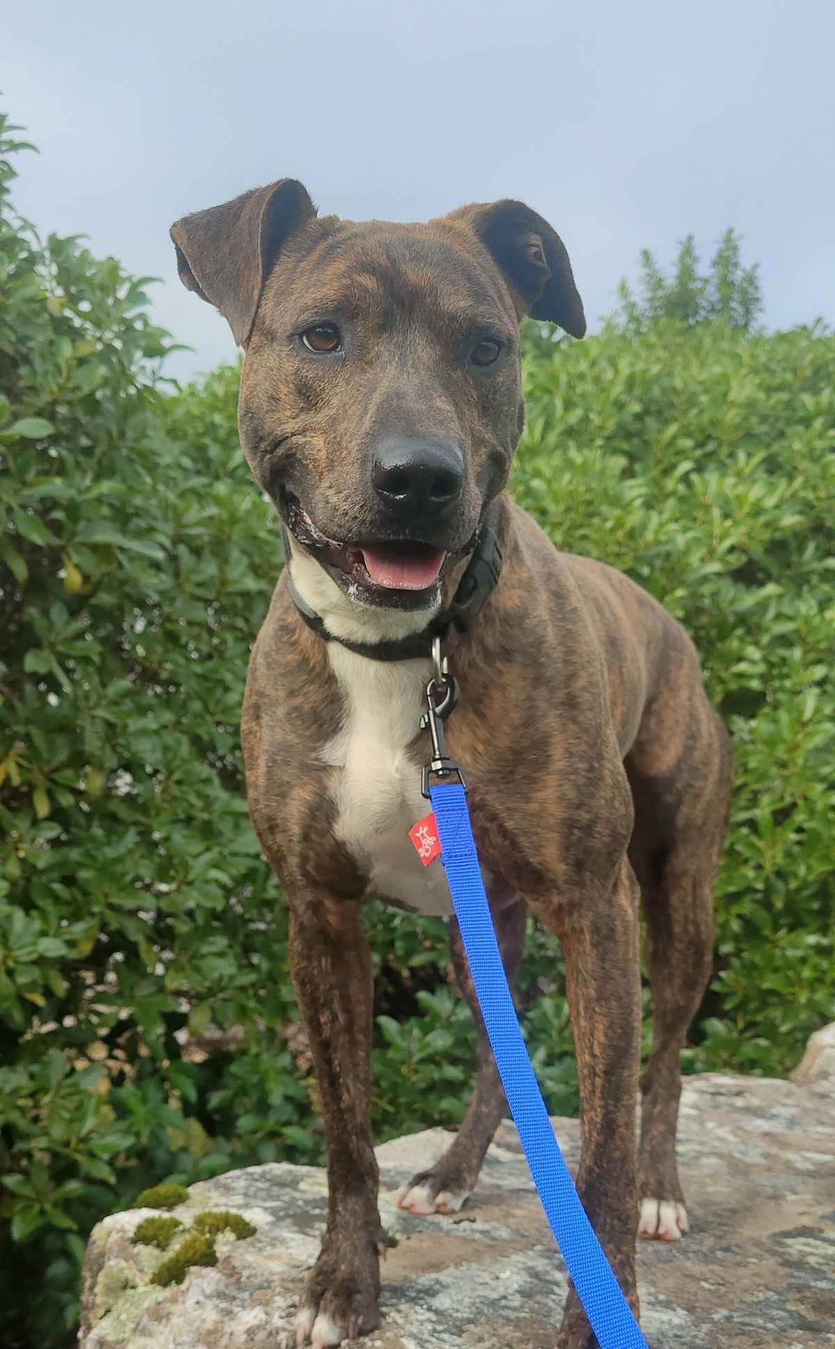 Adopt: Dog Arthur Timaru • SPCA New Zealand • SPCA New Zealand
