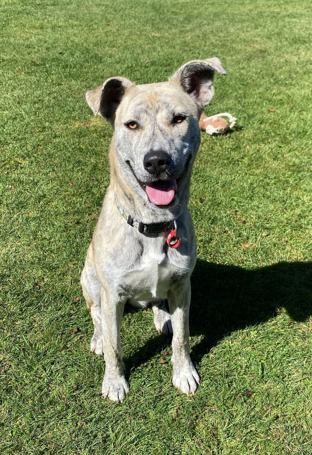 Adopt: Dog Pip Timaru • SPCA New Zealand • SPCA New Zealand