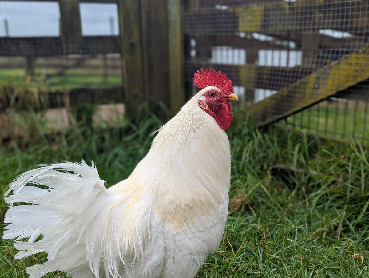 Adopt: Fowl Chuck Auckland • SPCA New Zealand • SPCA New Zealand