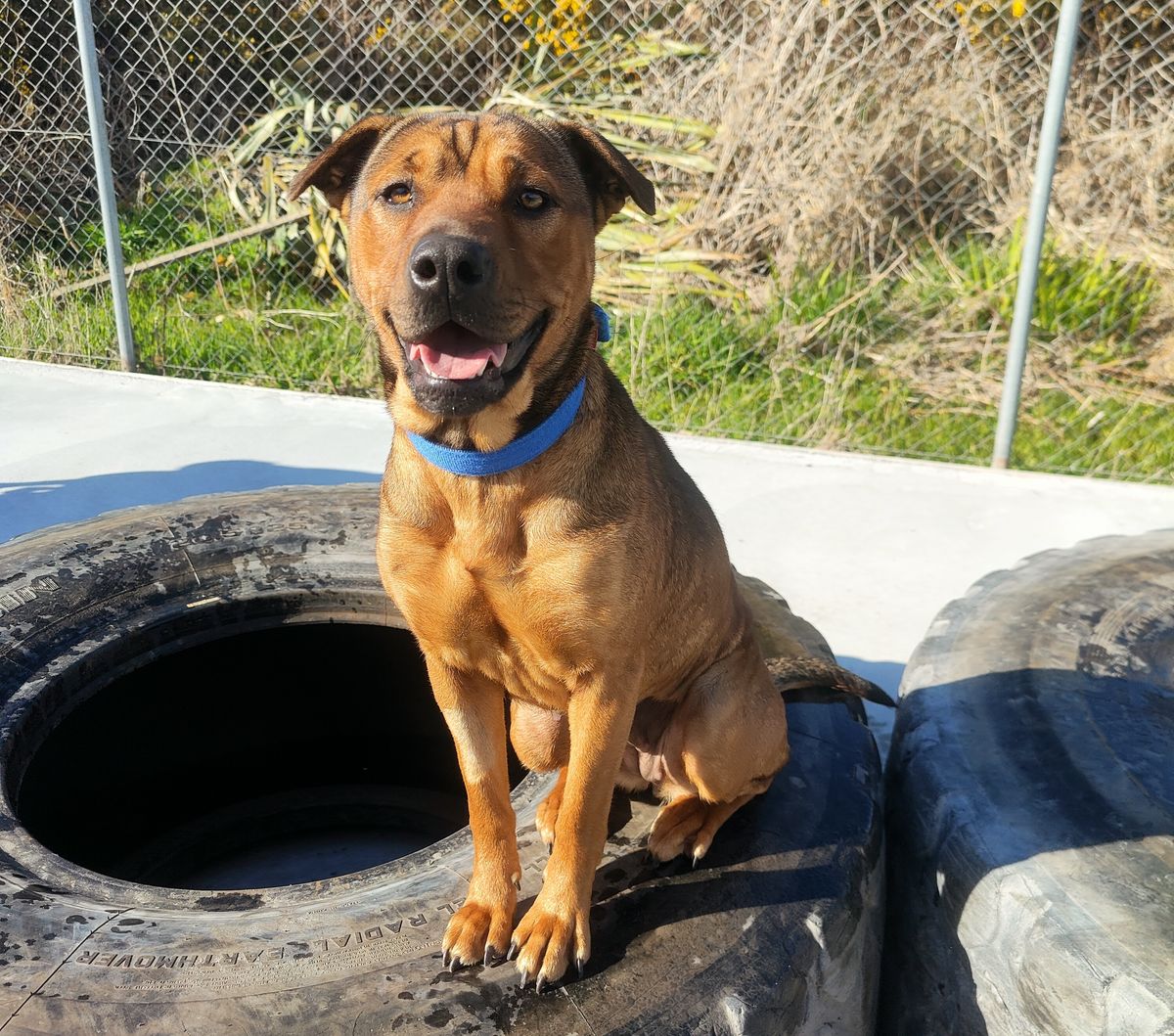 Adopt: Dog Ash Greymouth • SPCA New Zealand • SPCA New Zealand