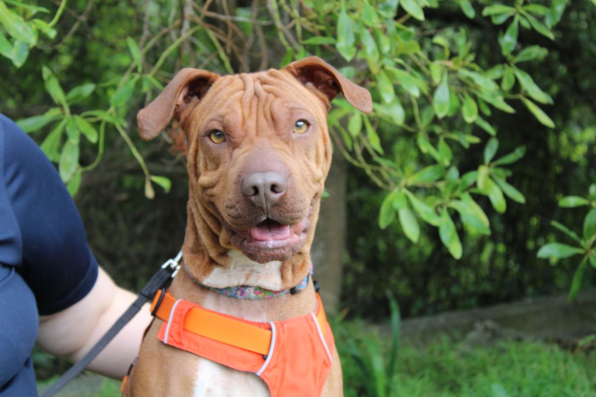 Adopt: Dog Azul Wellington • SPCA New Zealand • SPCA New Zealand