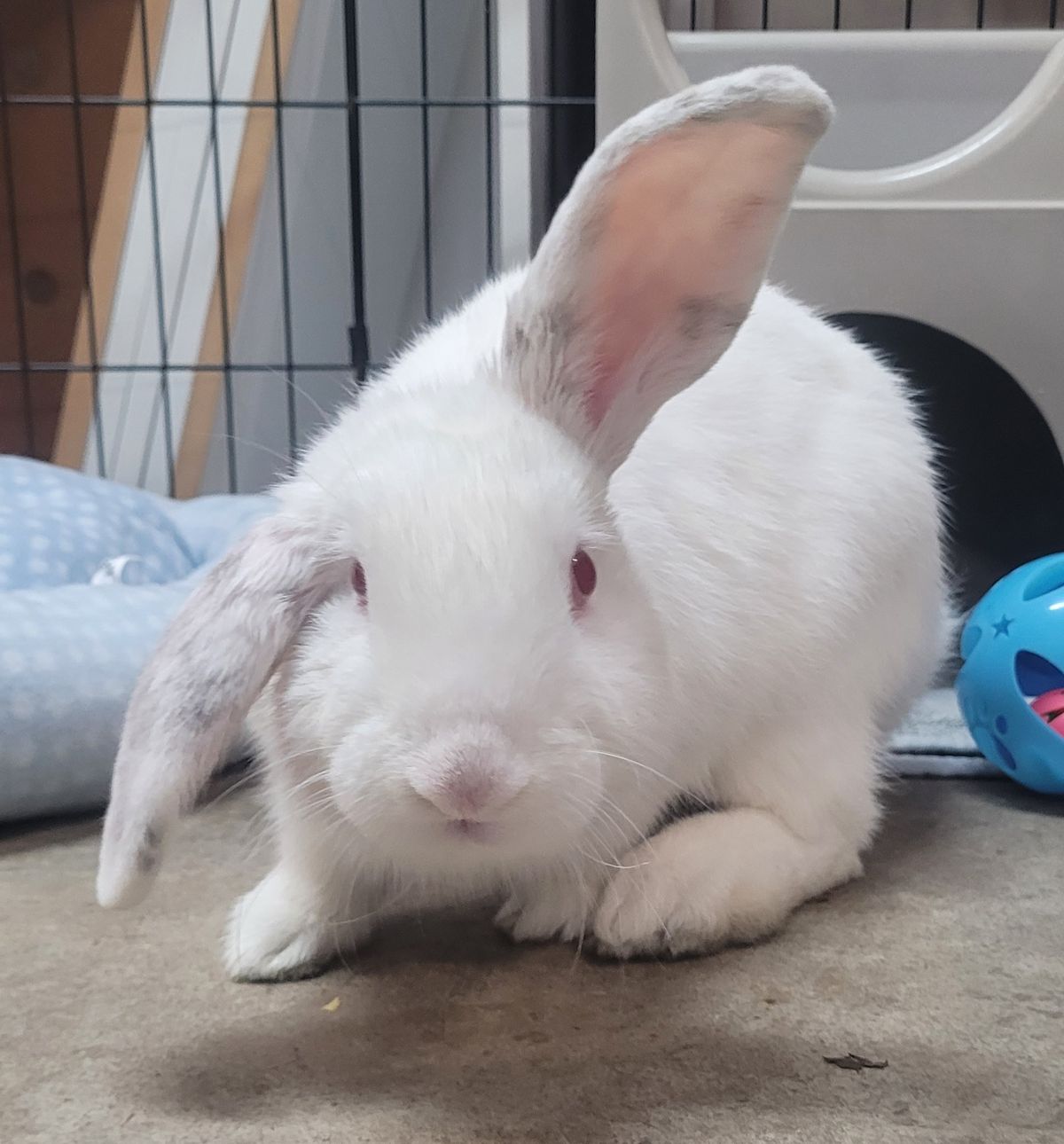 Adopt: Rabbit Colby Christchurch • SPCA New Zealand • SPCA New Zealand