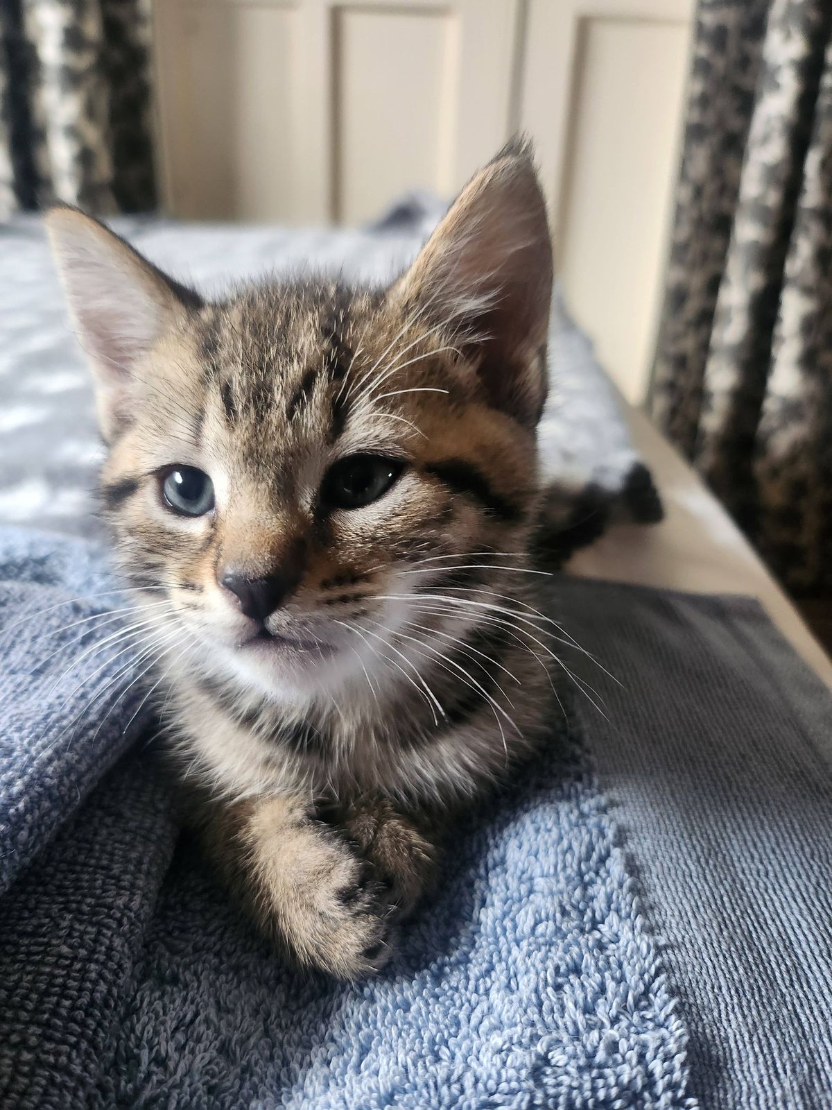 Adopt: Kitten Coco Palmerston North • SPCA New Zealand • SPCA New Zealand