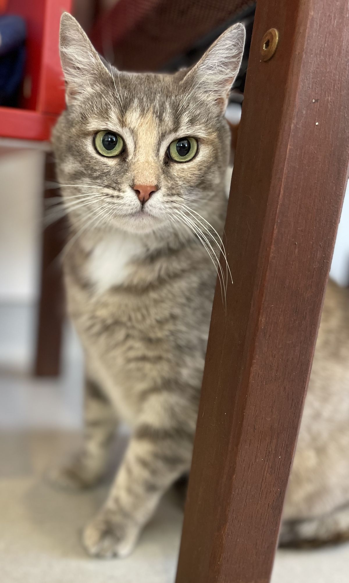 Adopt: Cat Chonk- Kiki Napier • SPCA New Zealand • SPCA New Zealand