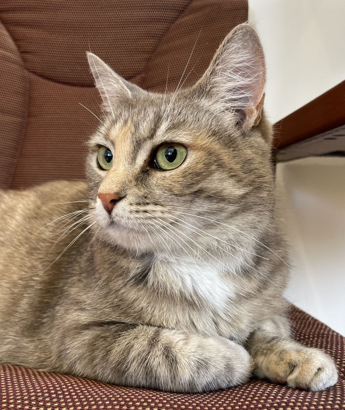 Adopt: Cat Chonk- Kiki Napier • SPCA New Zealand • SPCA New Zealand