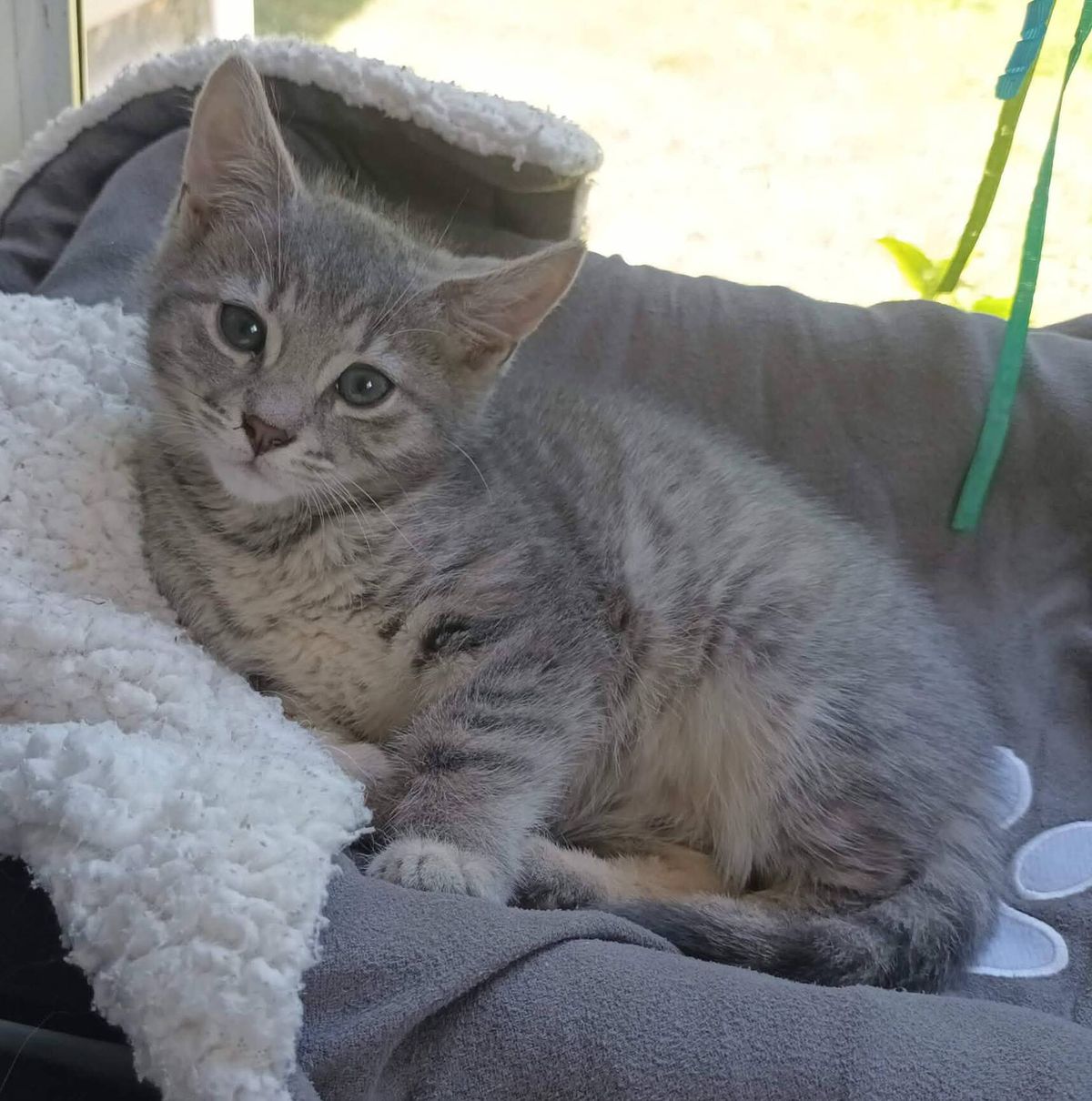 Adopt: Kitten Mabel Palmerston North • SPCA New Zealand • SPCA New Zealand