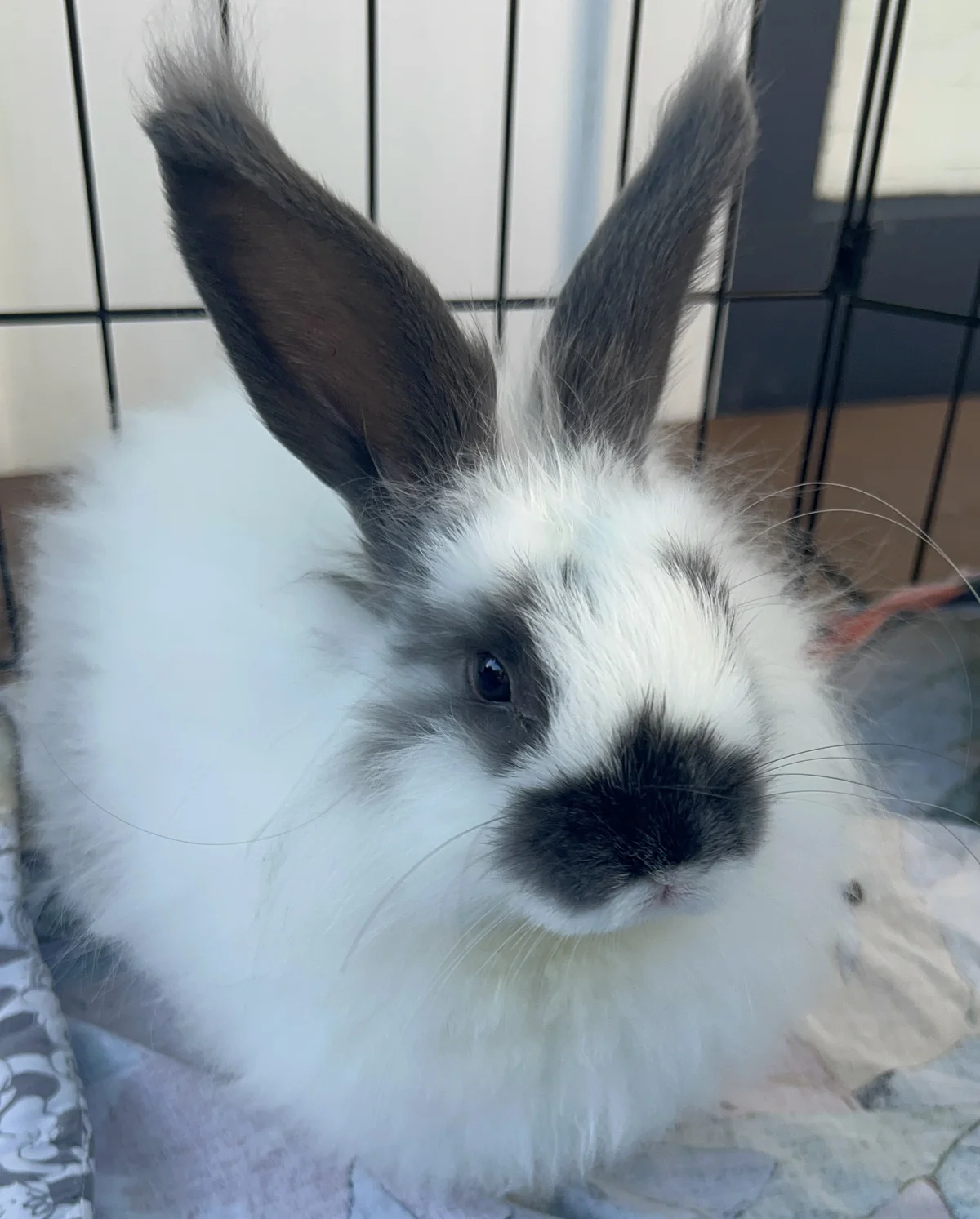 Adopt: Rabbit Hamish Auckland • SPCA New Zealand • SPCA New Zealand