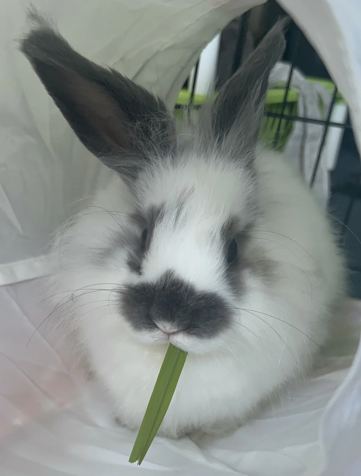 Adopt: Rabbit Hamish Auckland • SPCA New Zealand • SPCA New Zealand
