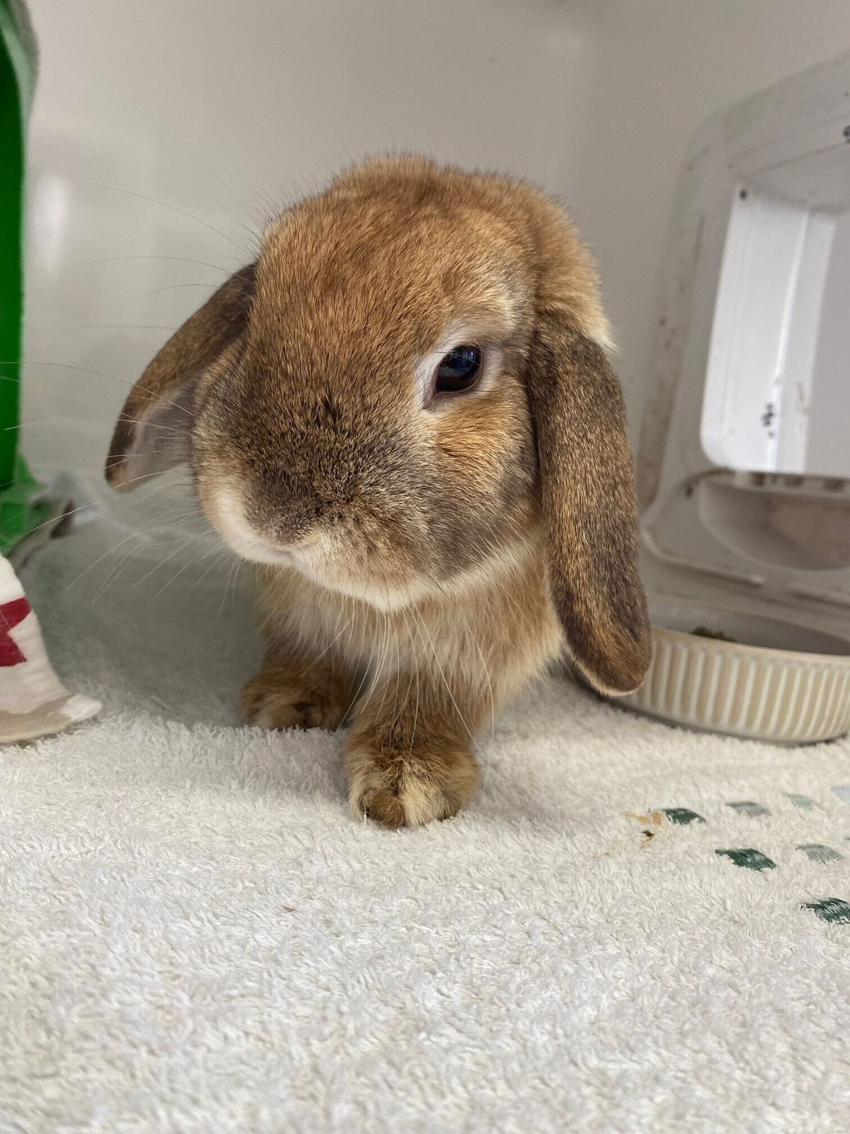 Adopt: Rabbit Biscoff Nelson • SPCA New Zealand • SPCA New Zealand