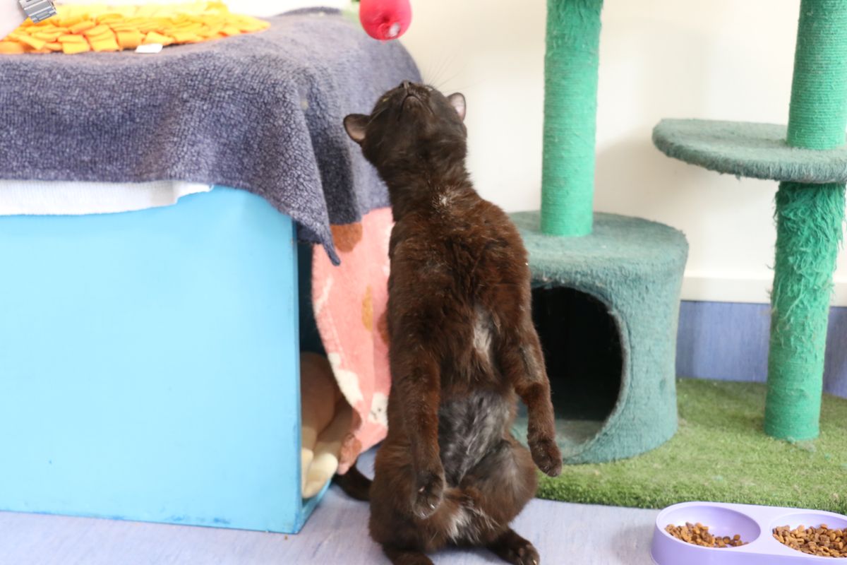 Adopt: Cat Mangelwurzel Wellington • SPCA New Zealand • SPCA New Zealand