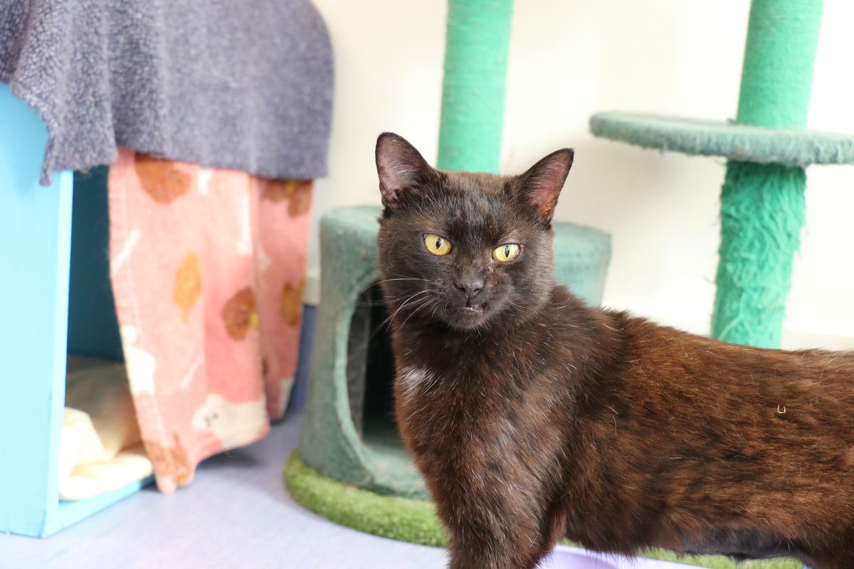 Adopt: Cat Mangelwurzel Wellington • SPCA New Zealand • SPCA New Zealand