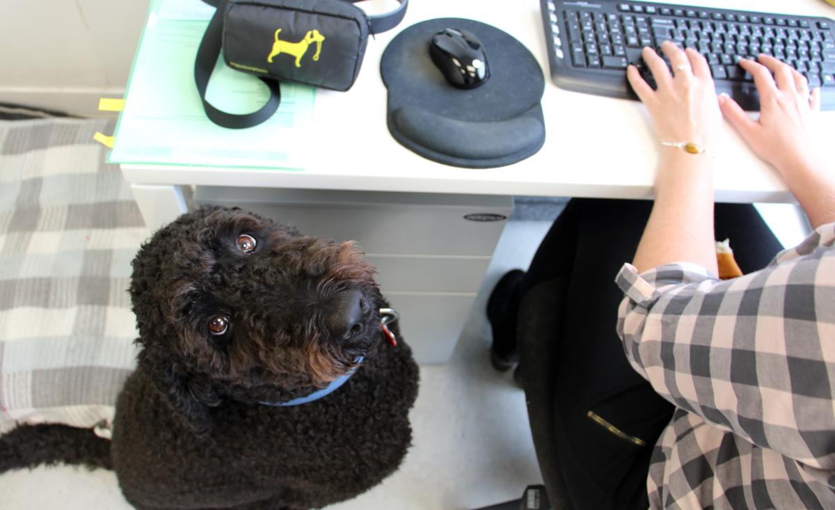 Join our team • SPCA New Zealand