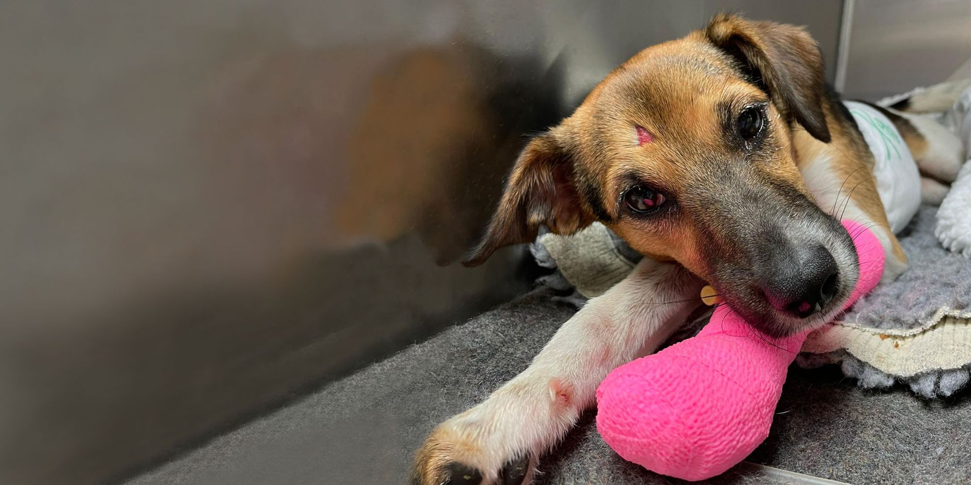 SPCA New Zealand • Let's give them a better life