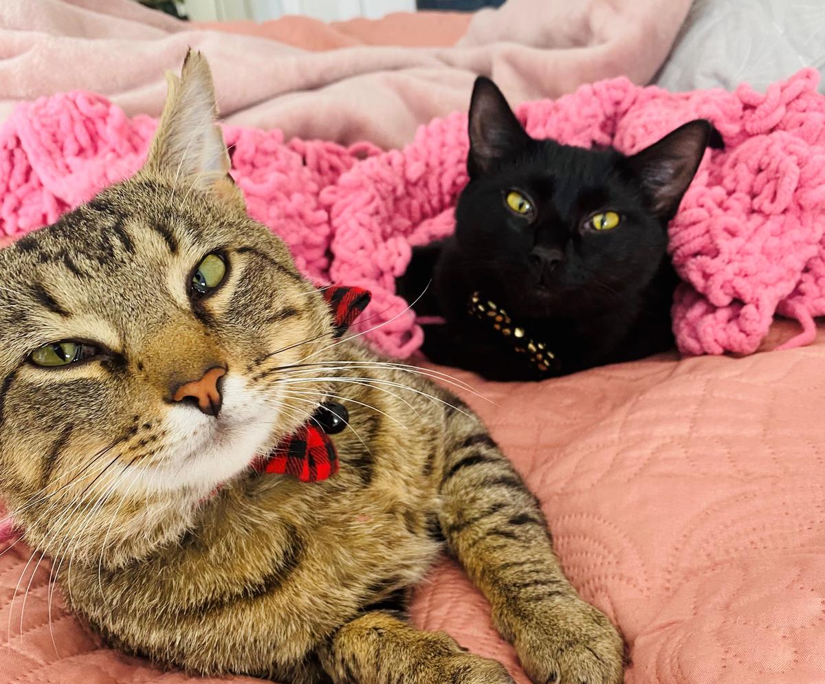 Scar & Violet • SPCA New Zealand