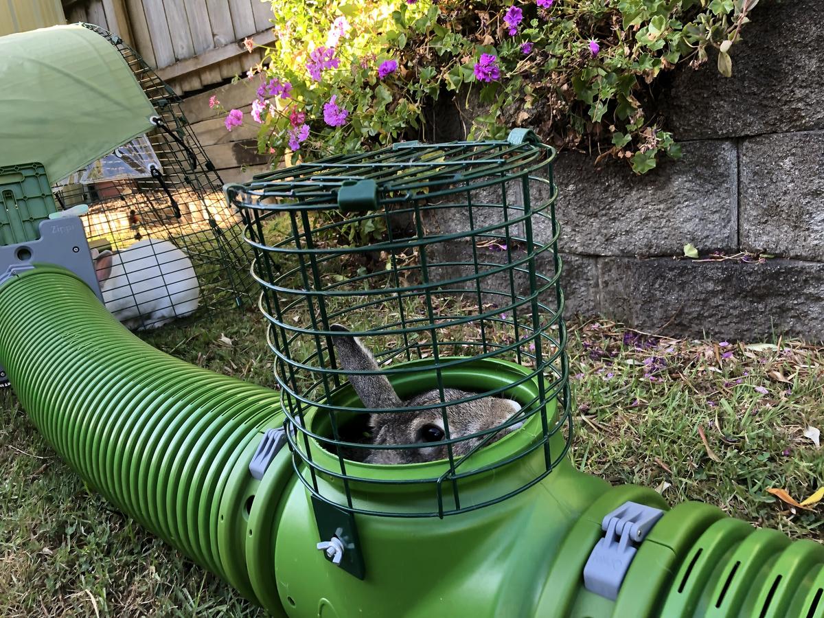 Soya & Mayo • SPCA New Zealand