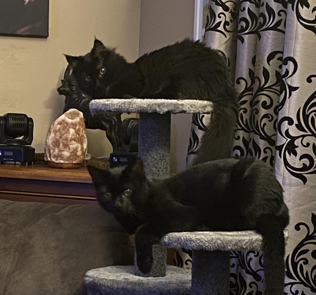 Lincoln and Phoenix • SPCA New Zealand