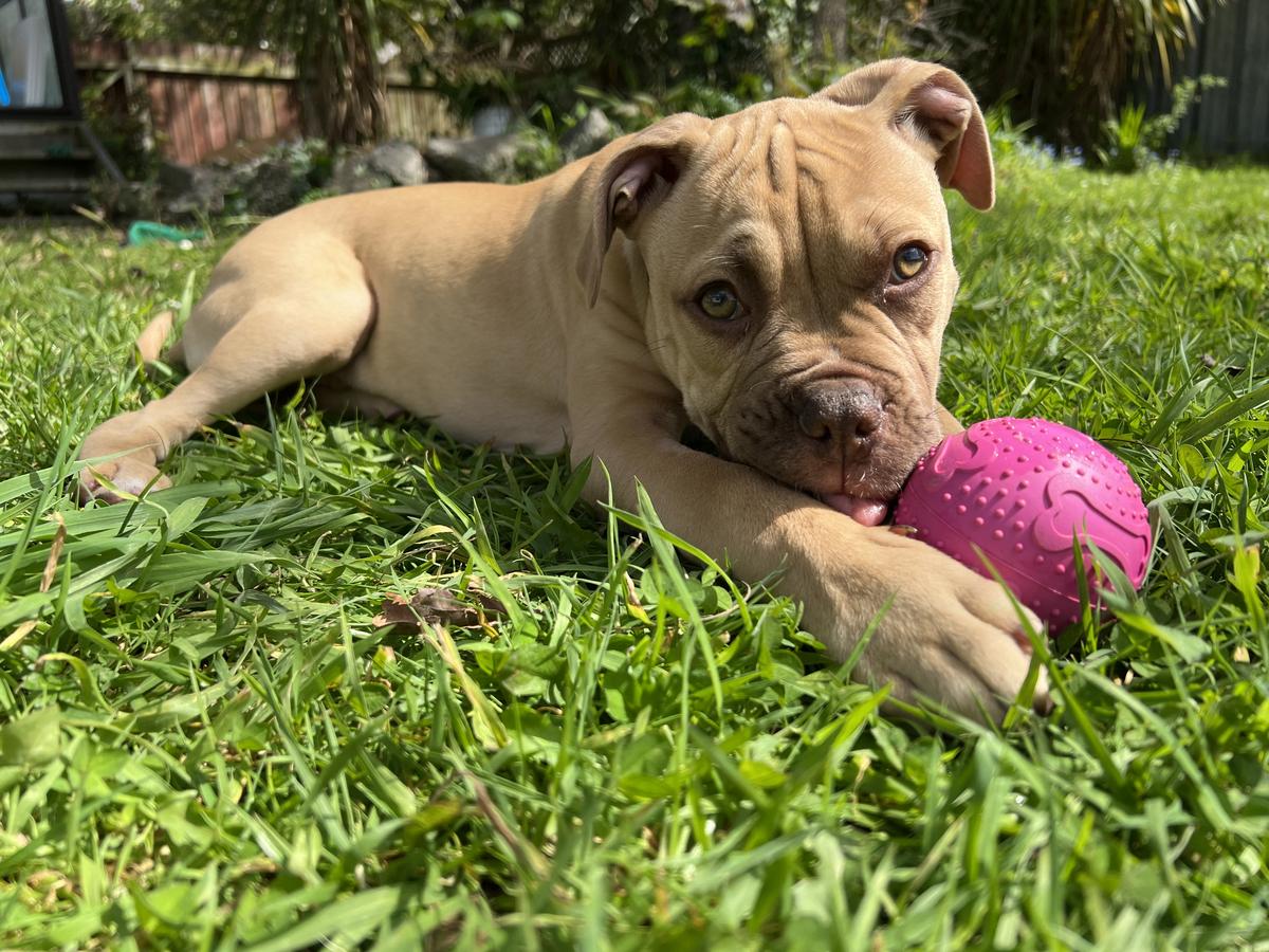 Max • SPCA New Zealand