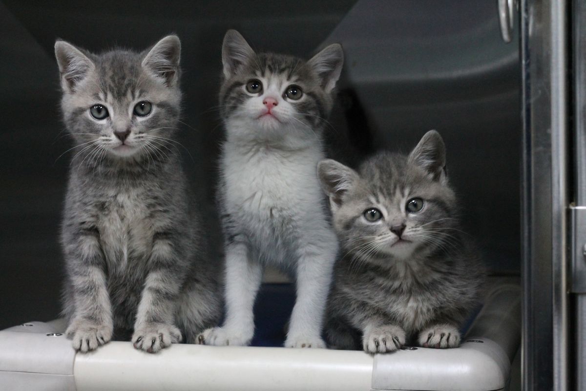 Adopt: Cat Kittens Available For Adoption - Wellington Wellington ...
