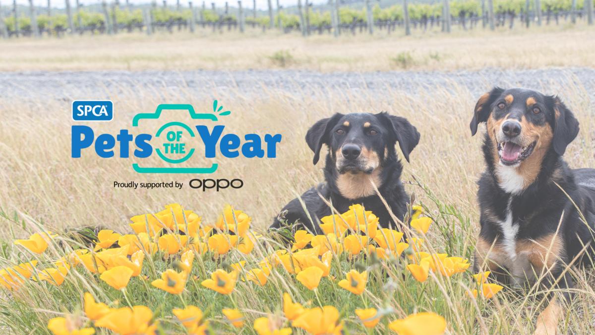 Event: SPCA Pets of the Year • SPCA New Zealand