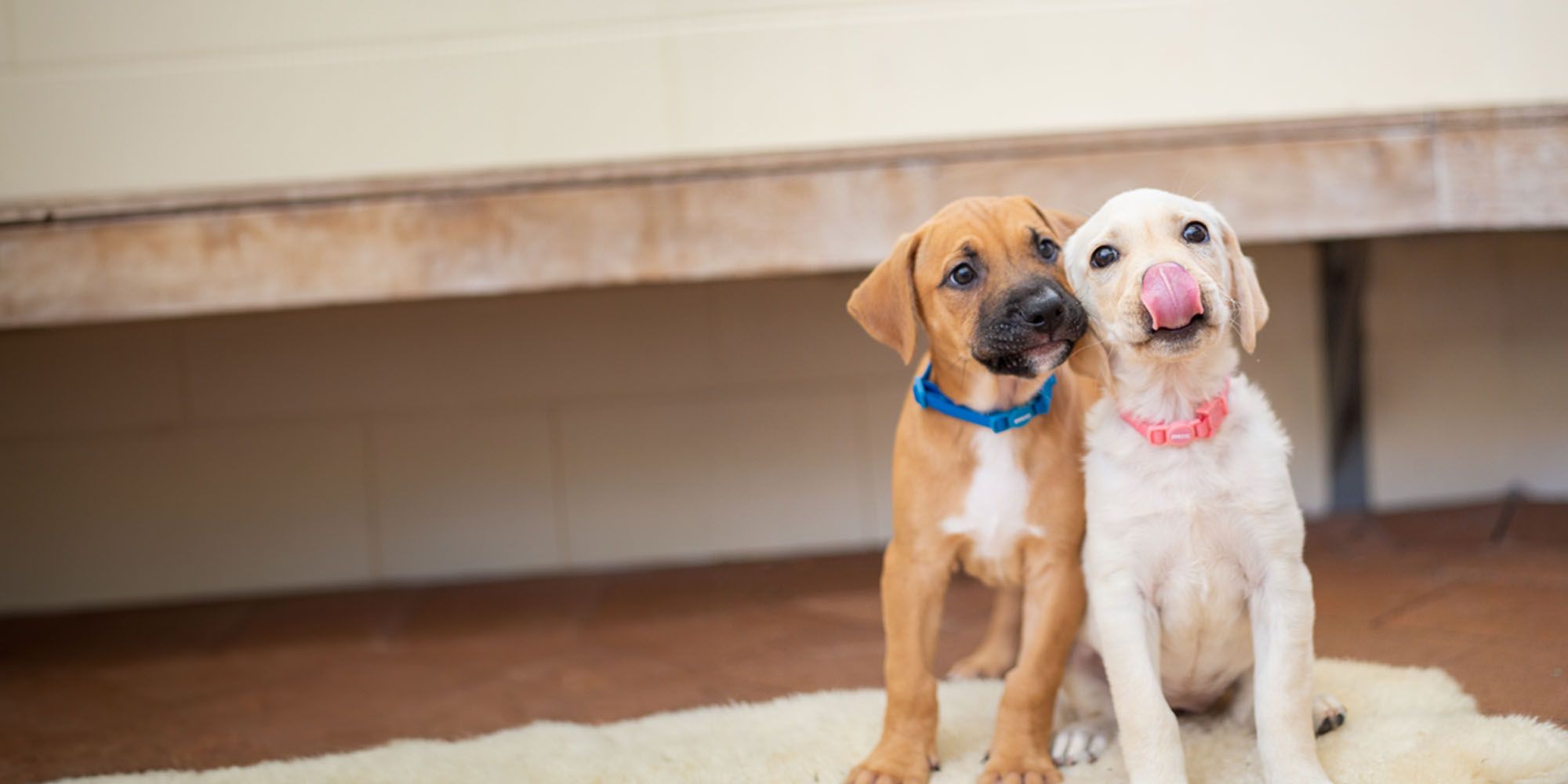 SPCA New Zealand • Let's give them a better life