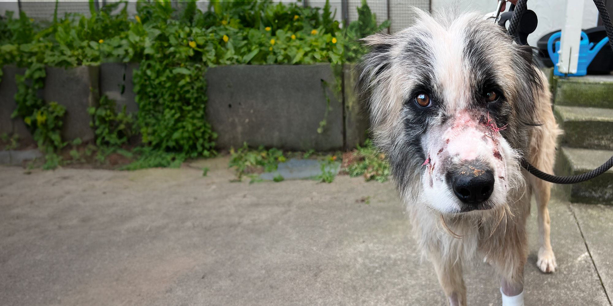 SPCA New Zealand • Let's give them a better life