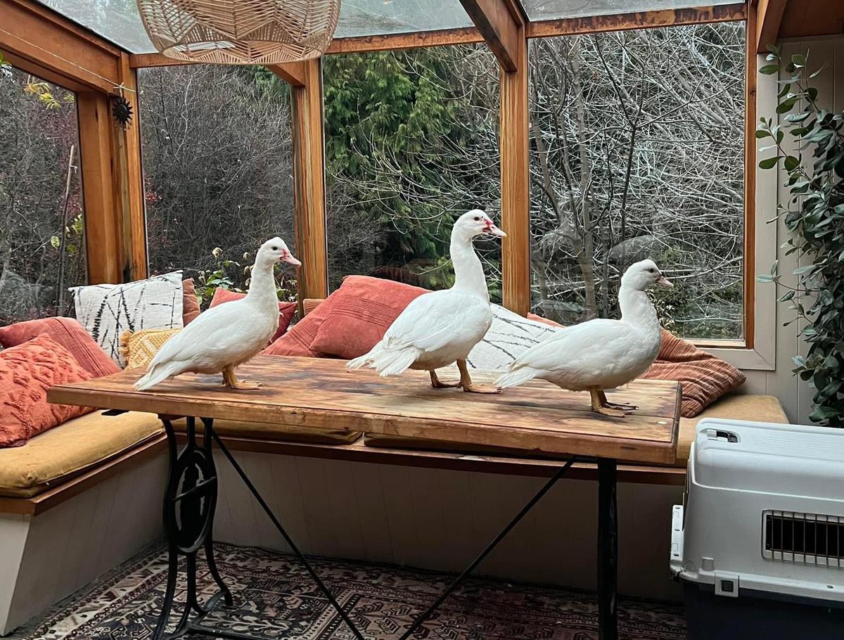 A tale of three ducks: Huey, Dewey, and Louie’s story • SPCA New Zealand