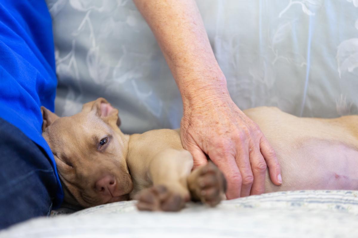 Food and animal care • SPCA New Zealand