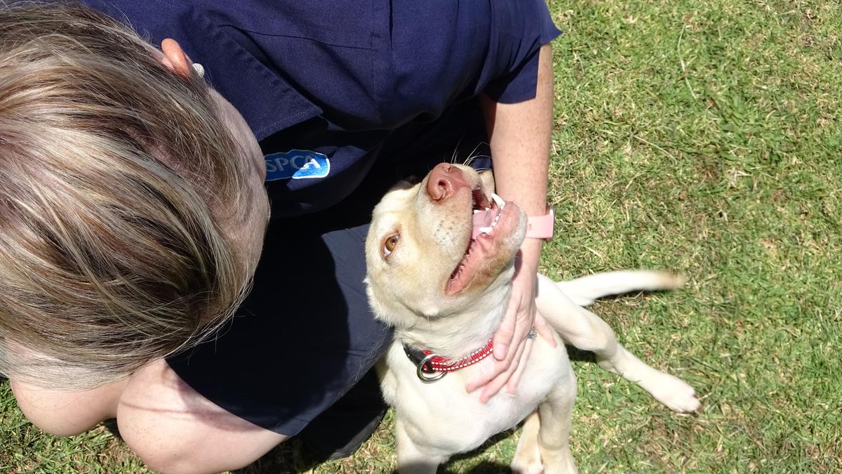 Shelter, rehome & reunite • SPCA New Zealand