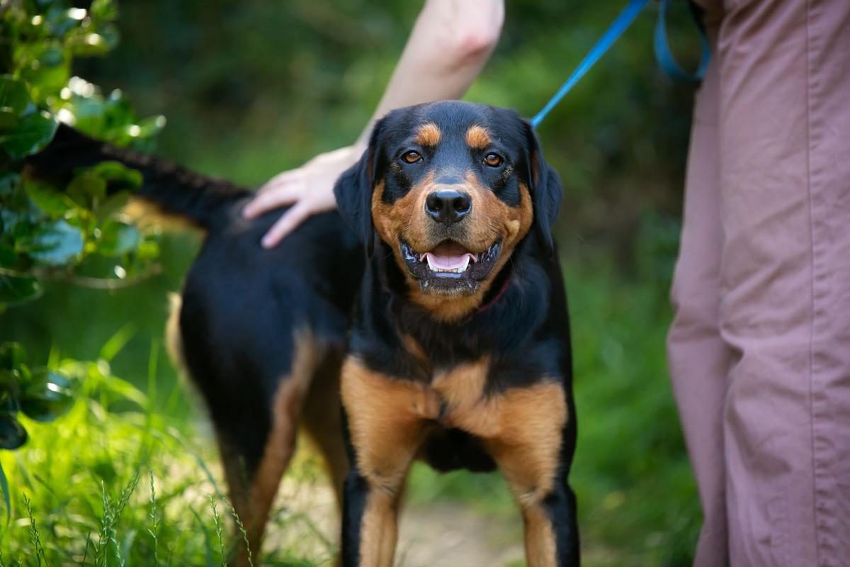 Animal Welfare Act • SPCA New Zealand