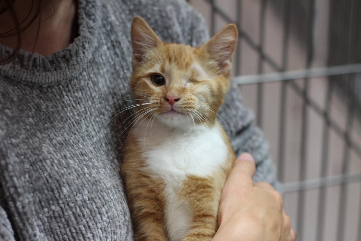 Foster animals for SPCA: dogs, cats, kittens, puppies and other pets